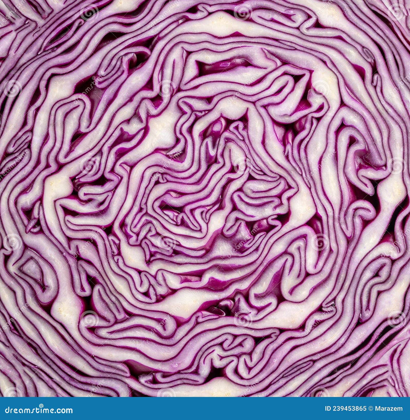 Purple cabbage texture stock image. Image of delicious - 239453865