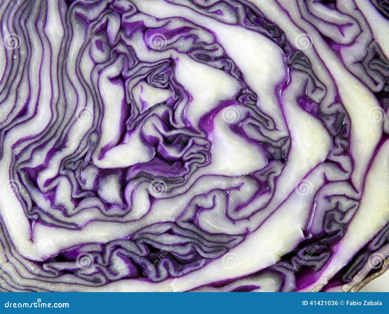 Purple cabbage texture stock photo. Image of natural - 41421036
