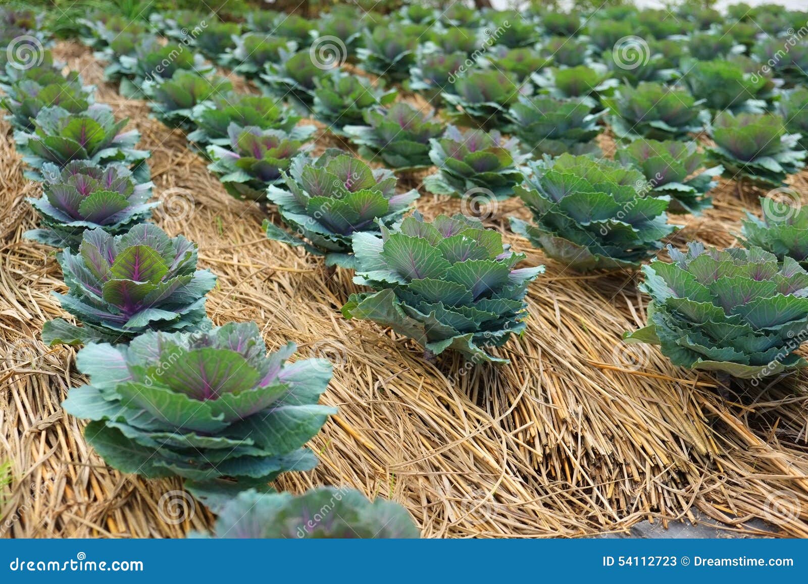 Purple Cabbage on Vegetable Plot Stock Image - Image of fresh ...