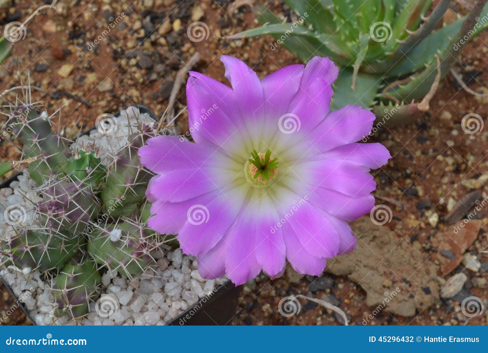 Purple cactus flower stock photo. Image of cactus, plant - 45296432