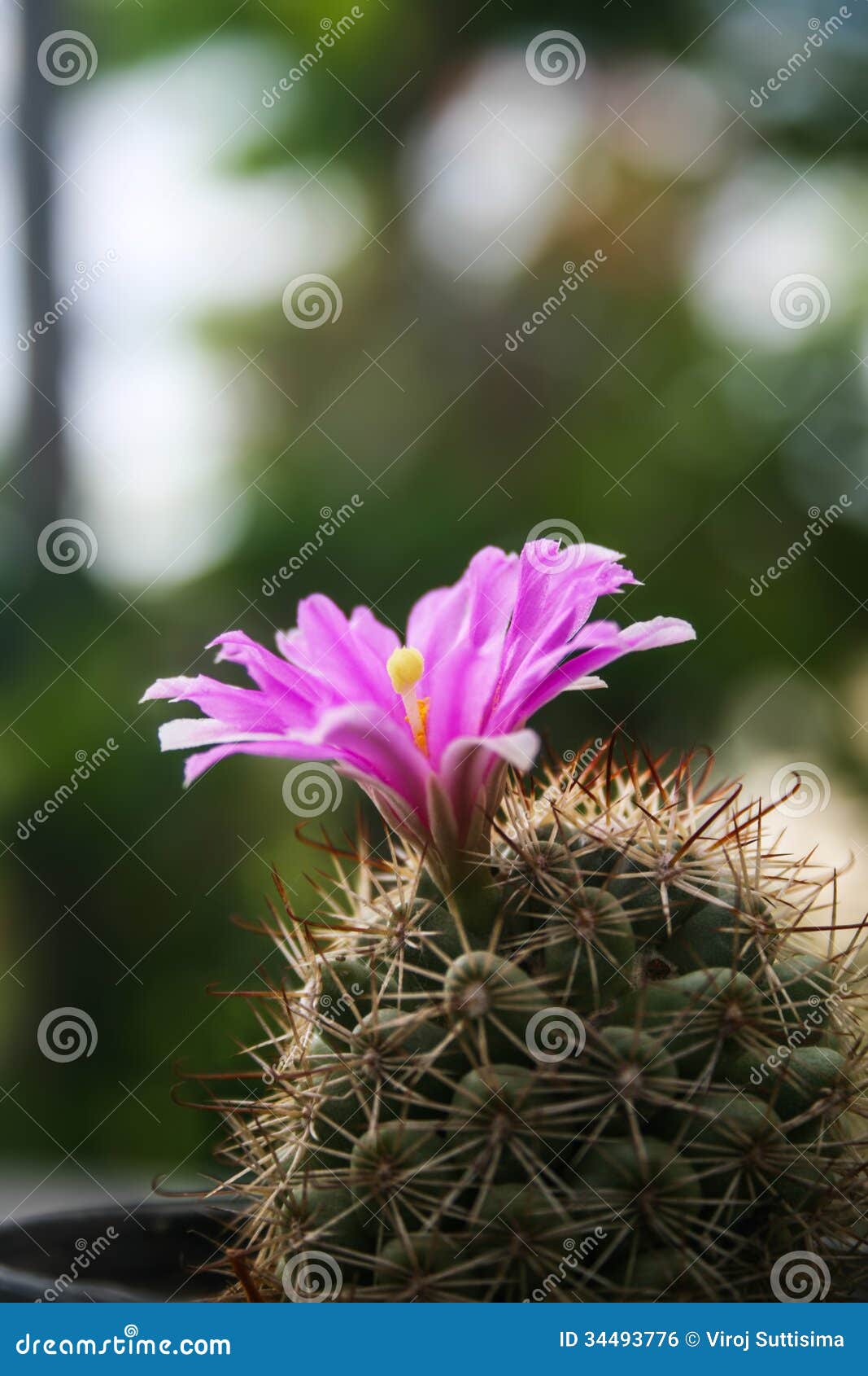 Purple Cactus Flower Stock Images - Download 4,605 Royalty Free Photos