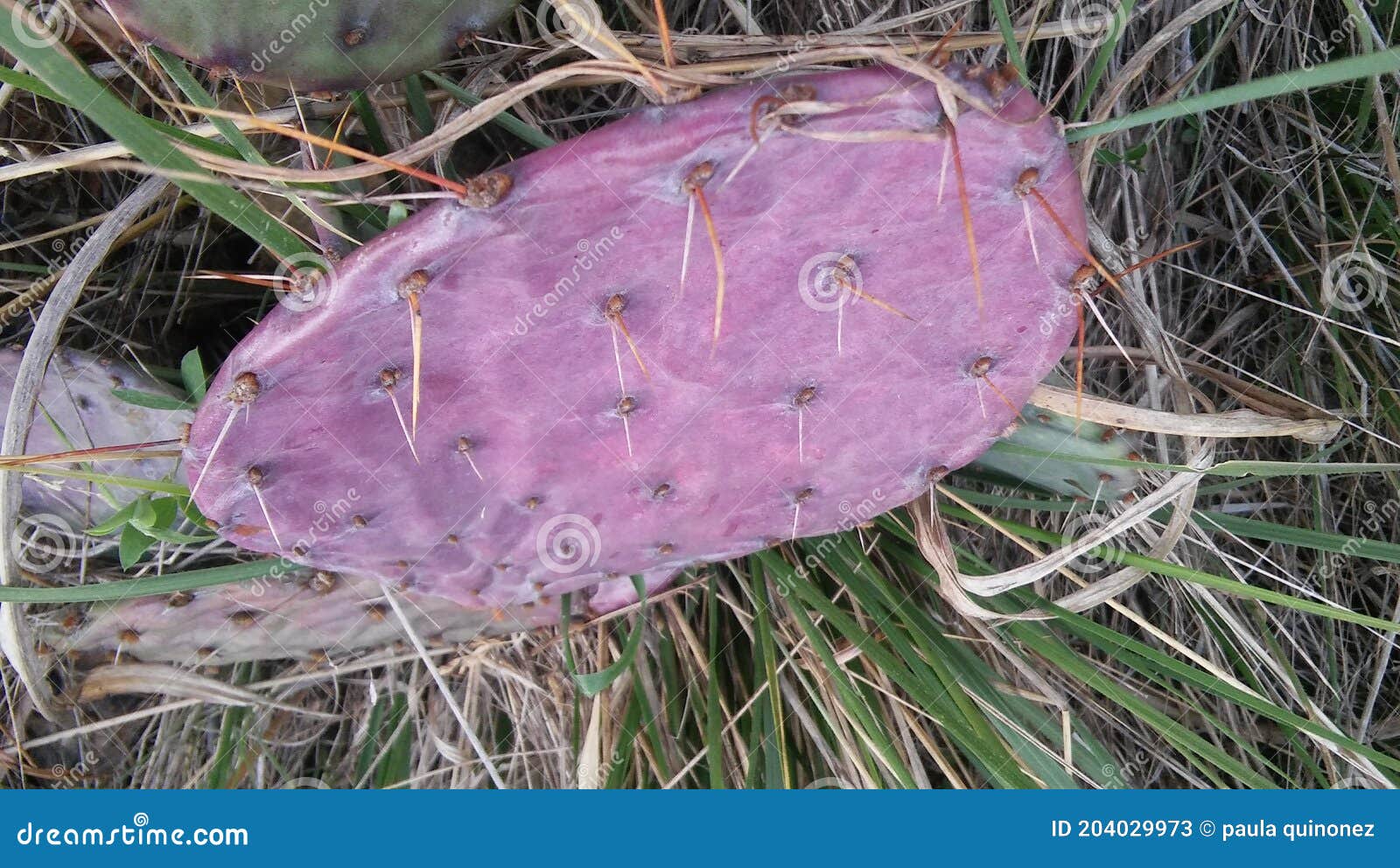Purple Cactus Leaf Unique and Rare Stock Image - Image of animal ...