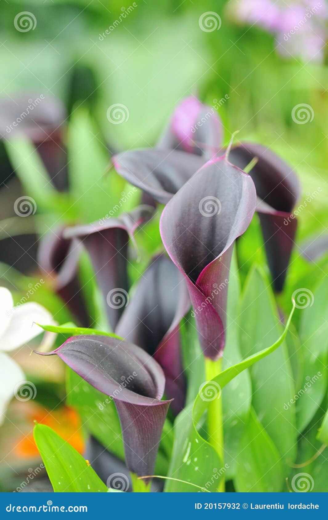 Purple calla lilies stock photo. Image of closeup, lily - 20157932