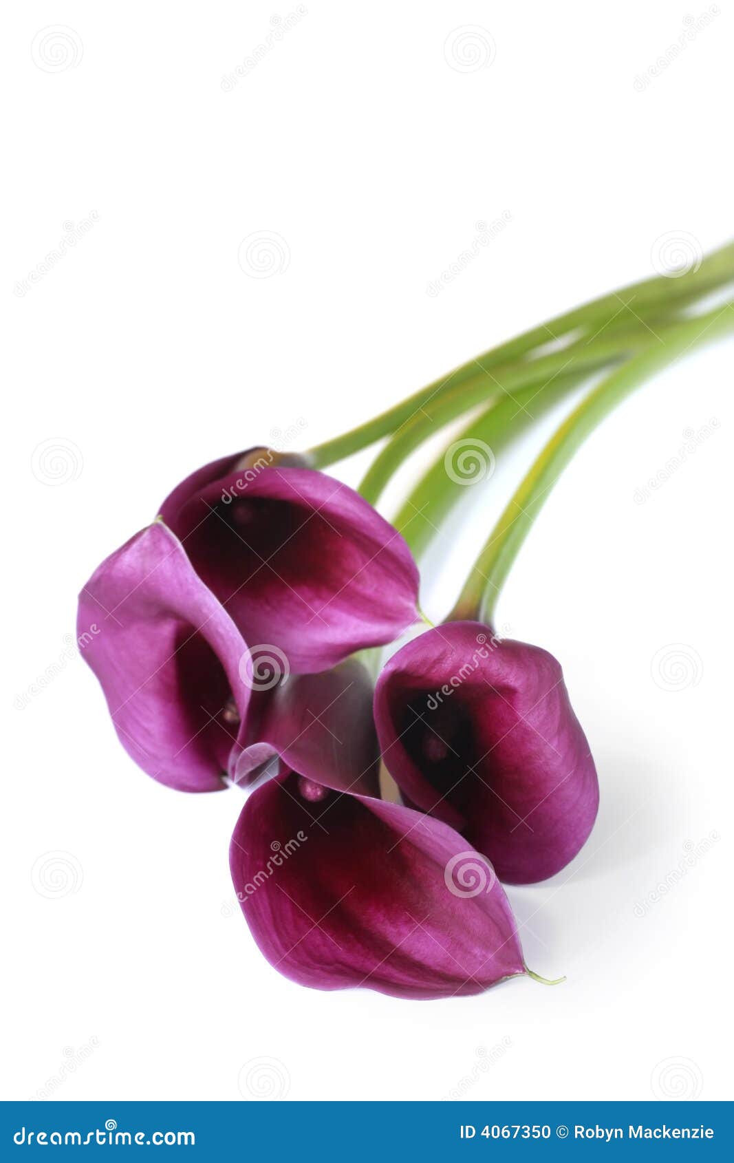 Purple Calla Lilies stock photo. Image of fresh, close - 4067350