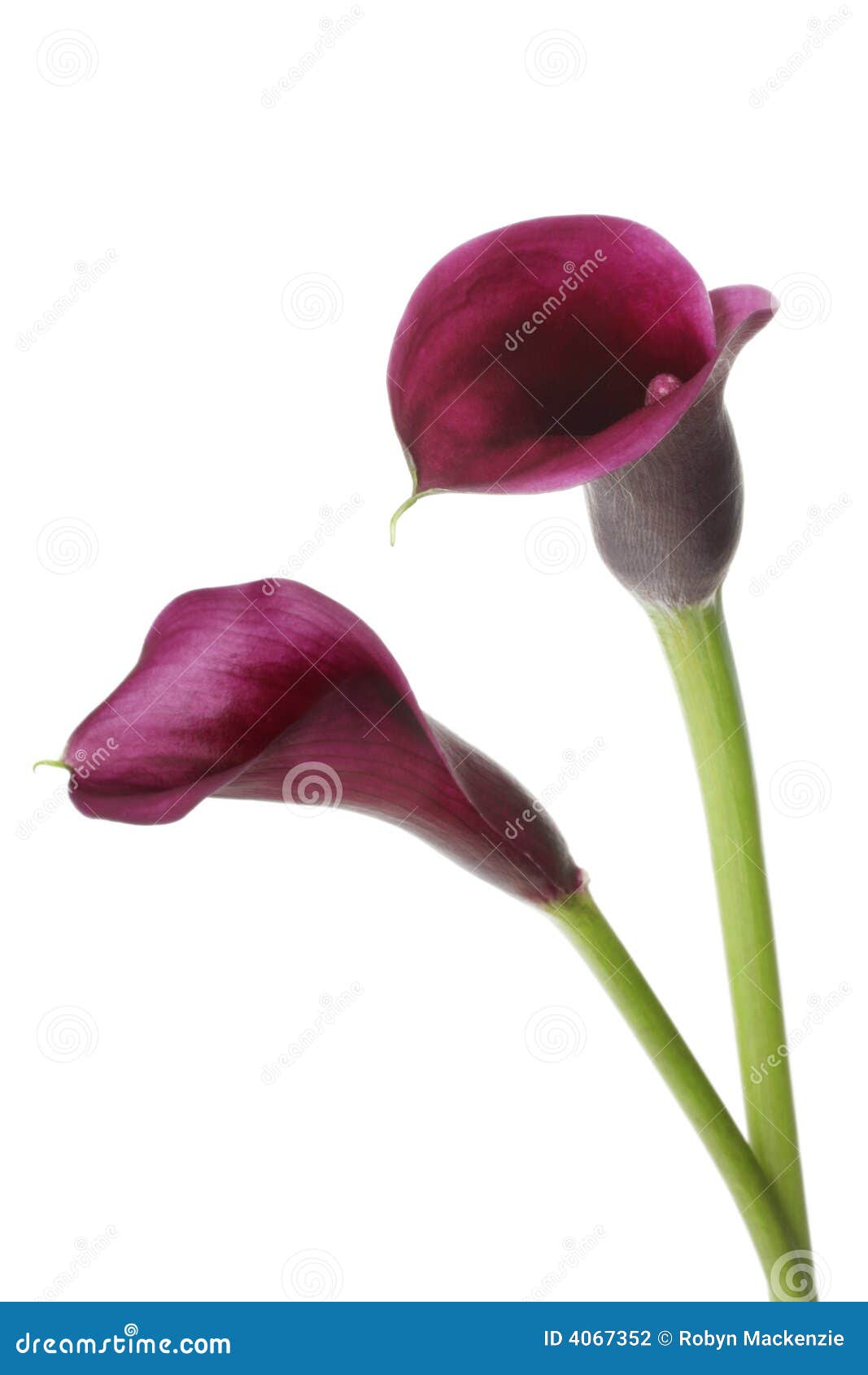 Purple Calla Lilies stock photo. Image of botany, white - 4067352