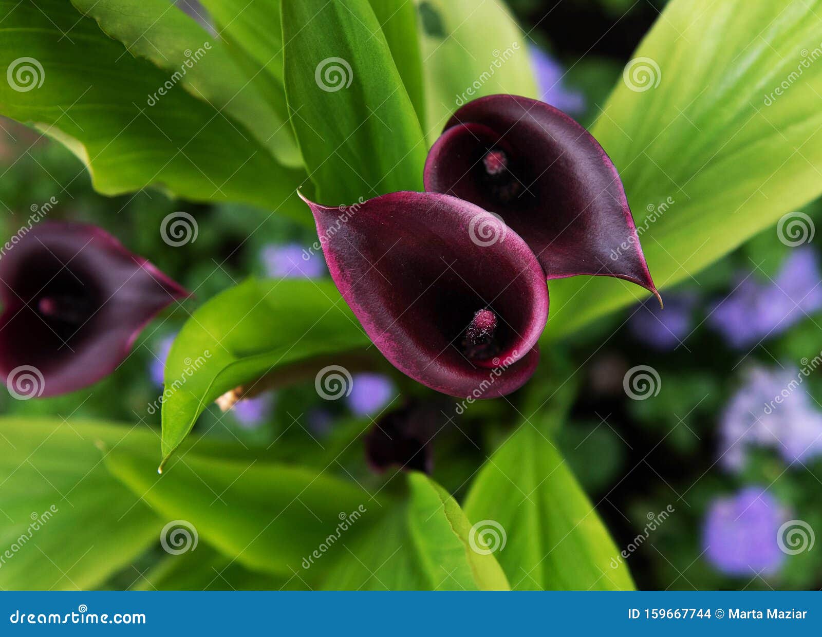 Purple Calla Lilies Bloom in the Yard. Top View Stock Photo - Image of ...