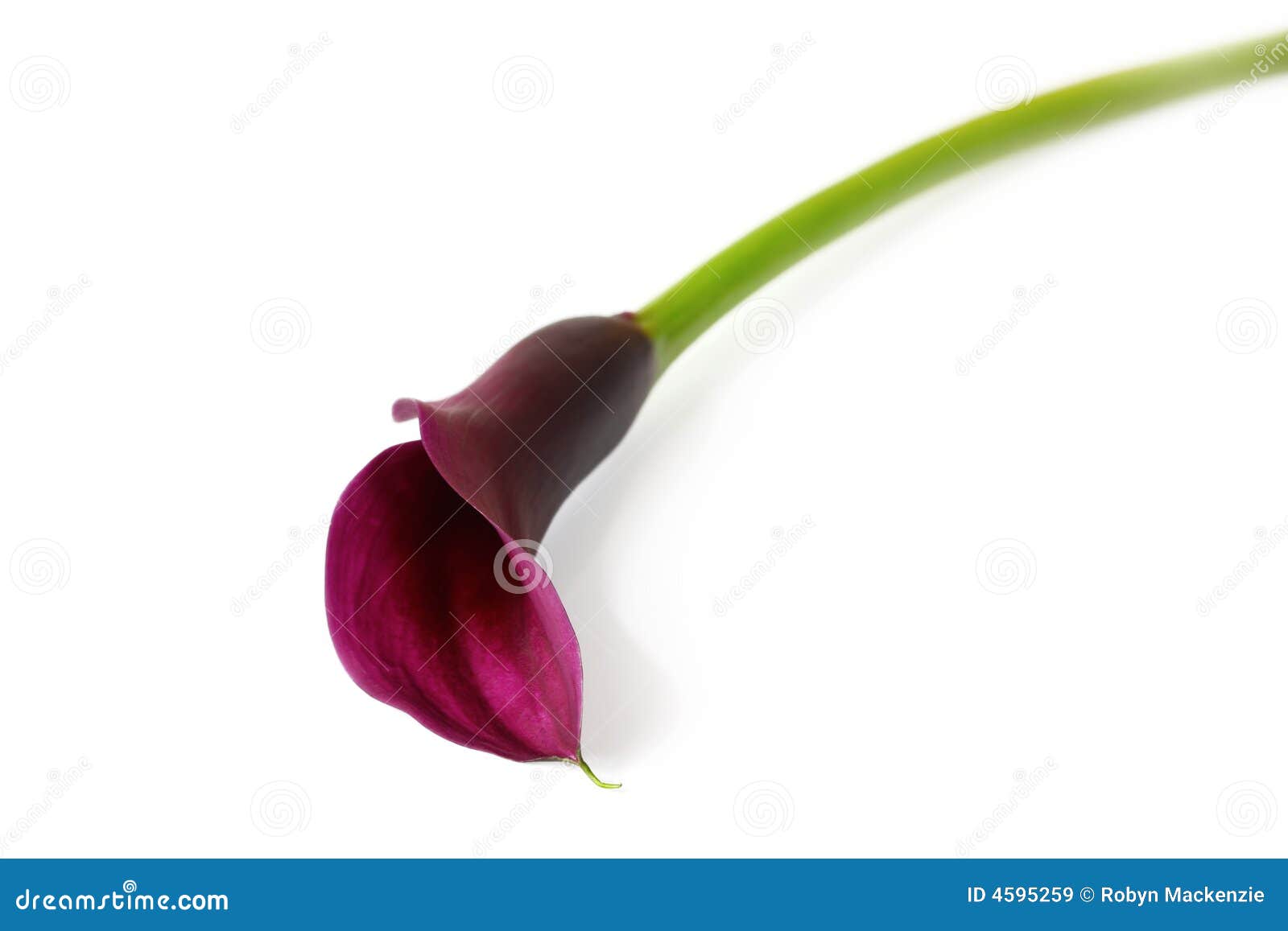Purple Calla Lily stock image. Image of flower, pastel - 4595259