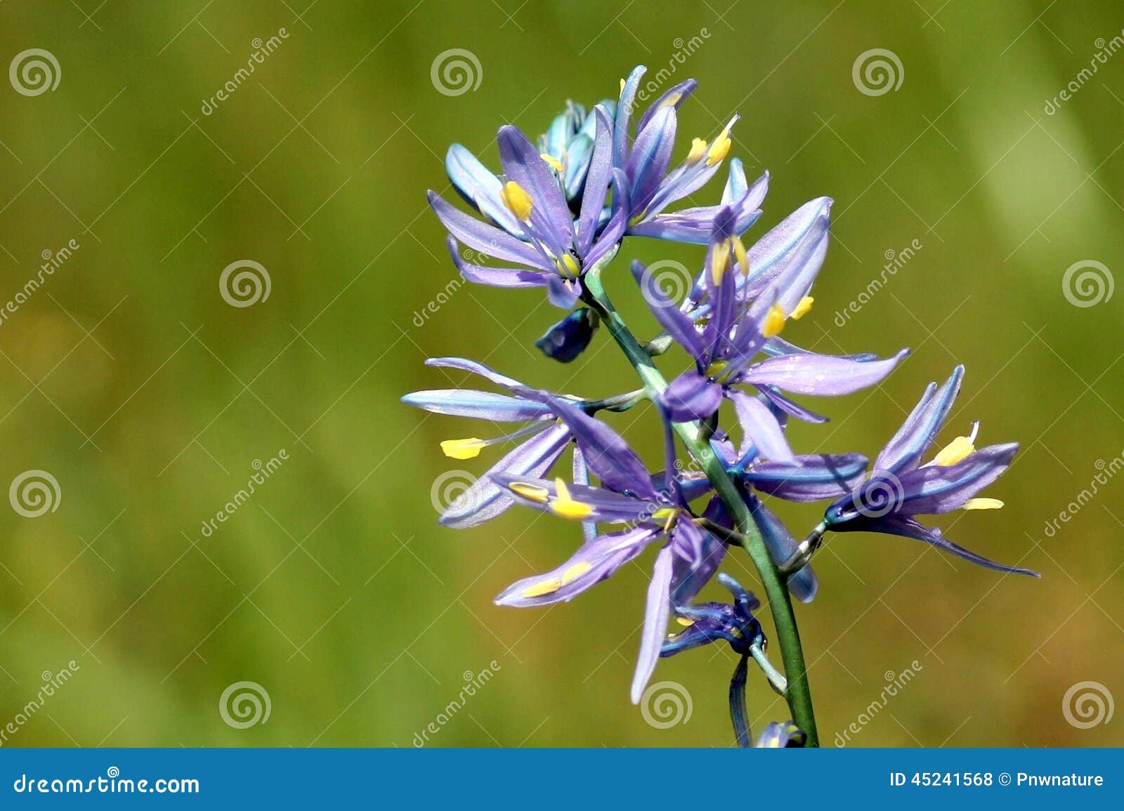 Purple Camas Closeup stock photo. Image of single, quamash - 45241568