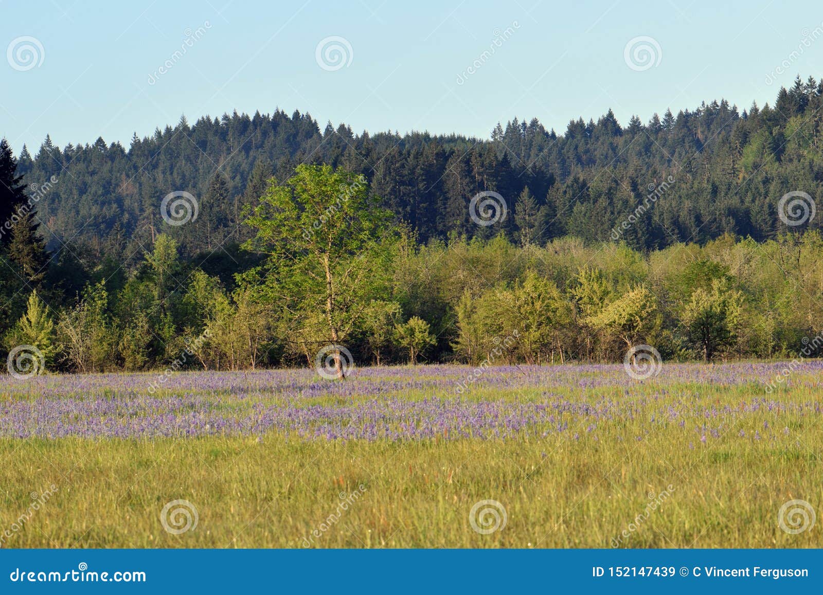 Purple Camas Field stock image. Image of wildflower - 152147439