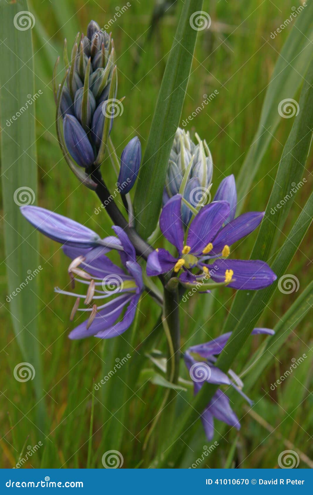 Purple Camas Lily stock photo. Image of oregon, spring - 41010670