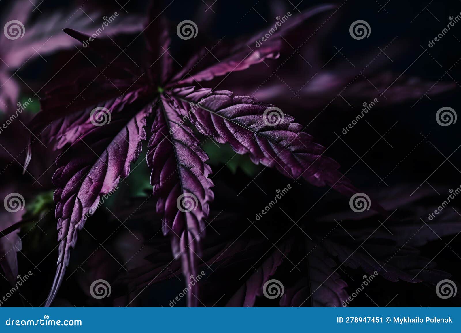 Purple Cannabis Leaf on a Dark Background. Neural Network AI Generated ...
