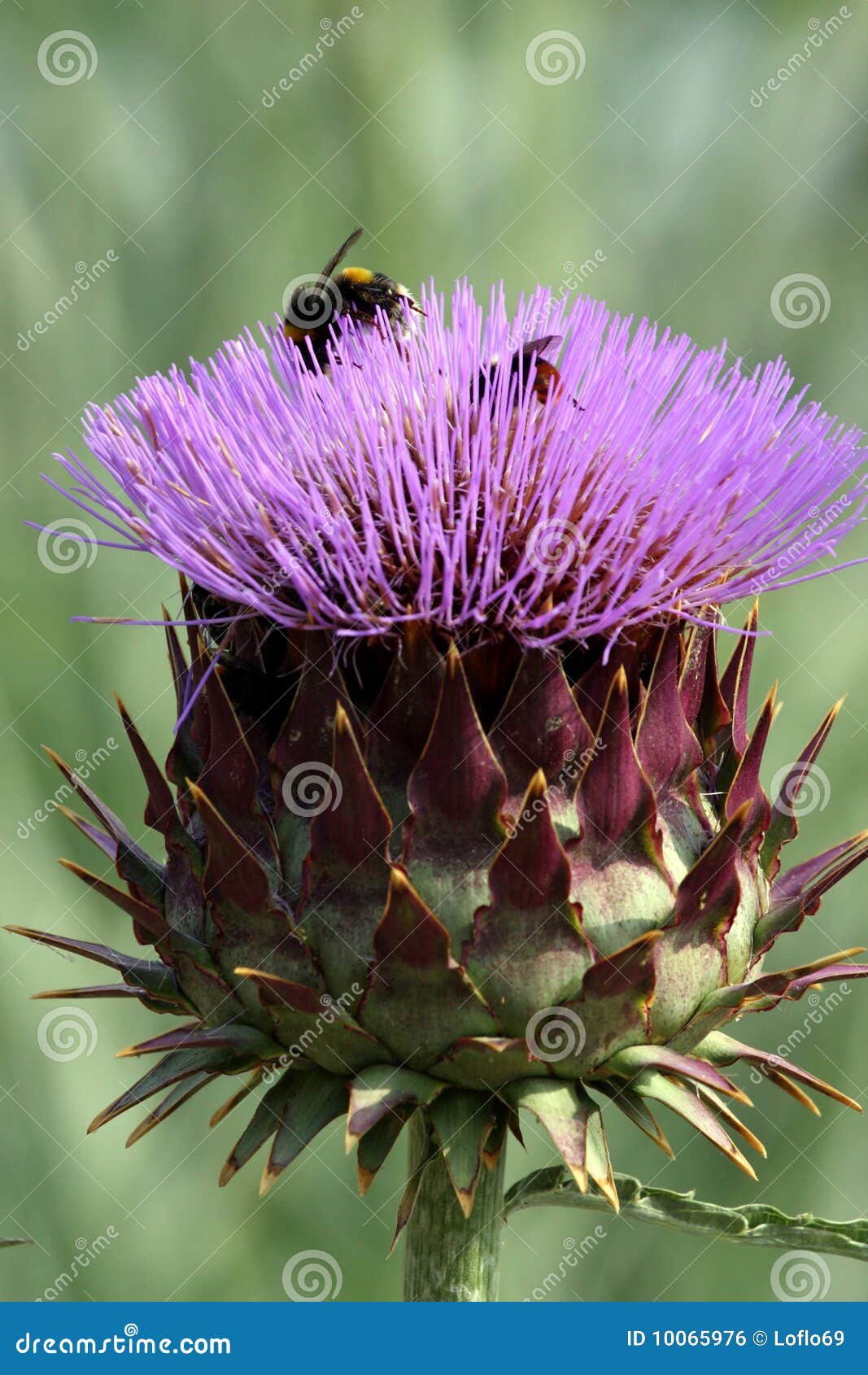 Purple cardoon flower stock photo. Image of blossom, plant - 10065976