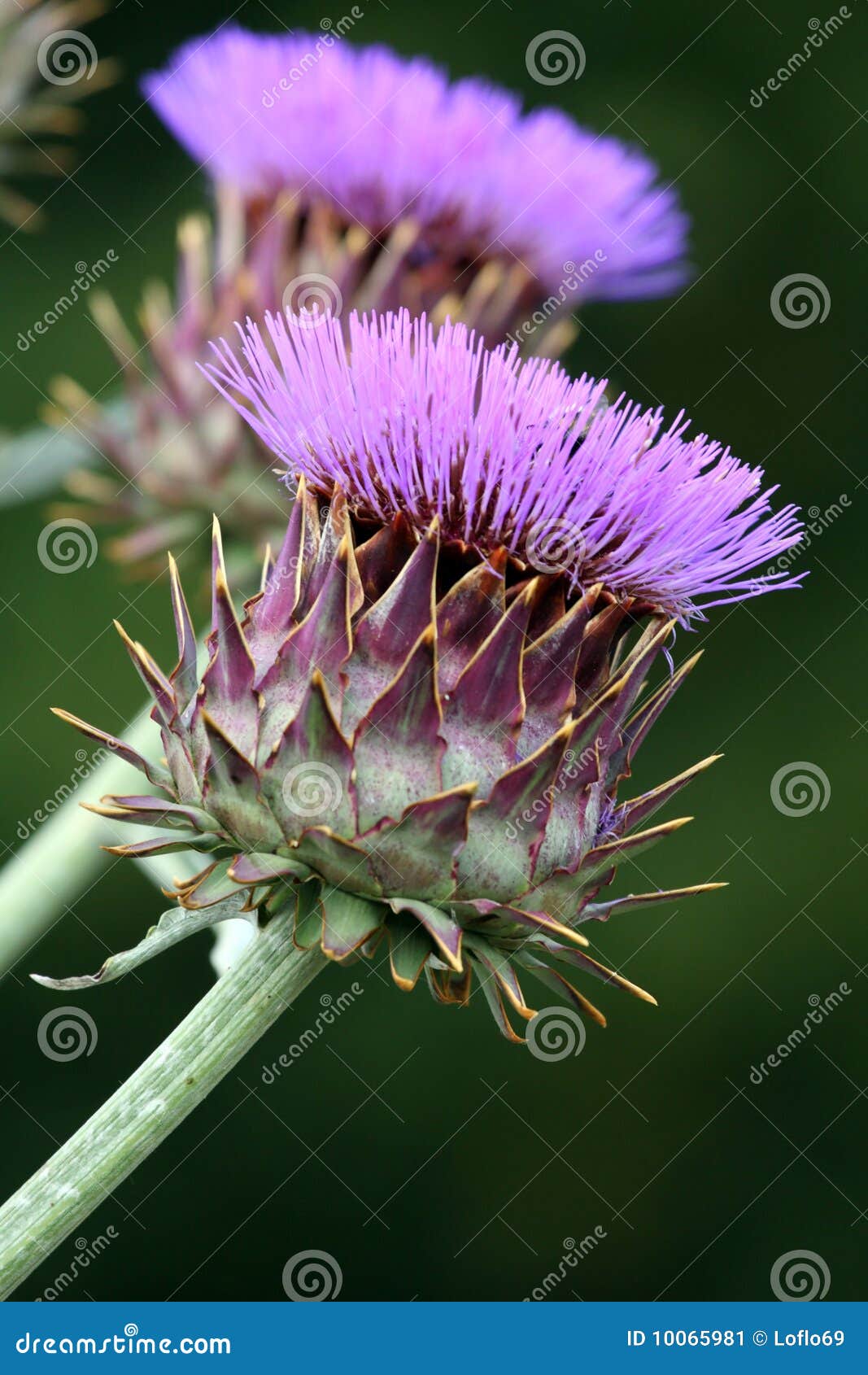 Purple cardoon flowers stock image. Image of thistle - 10065981