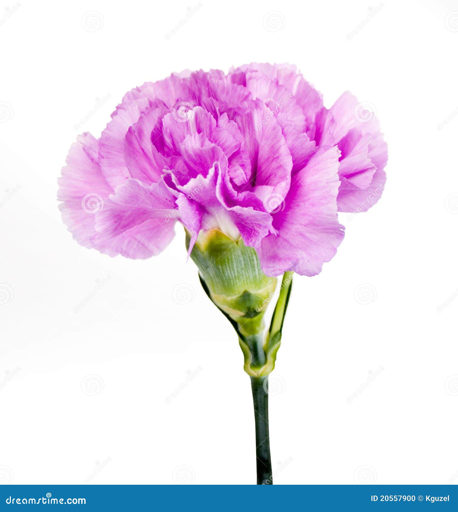 Purple Carnation Stock Photo - Image: 20557900
