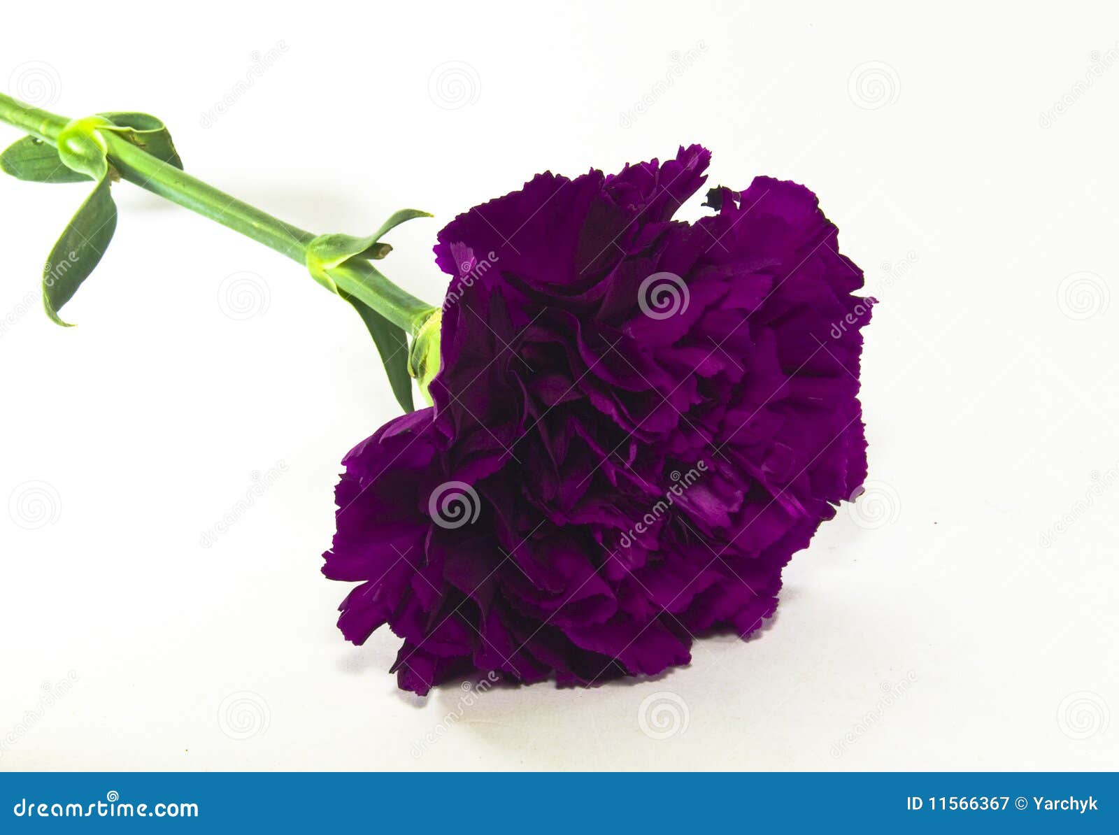 Purple carnation flower stock image. Image of isolated - 11566367