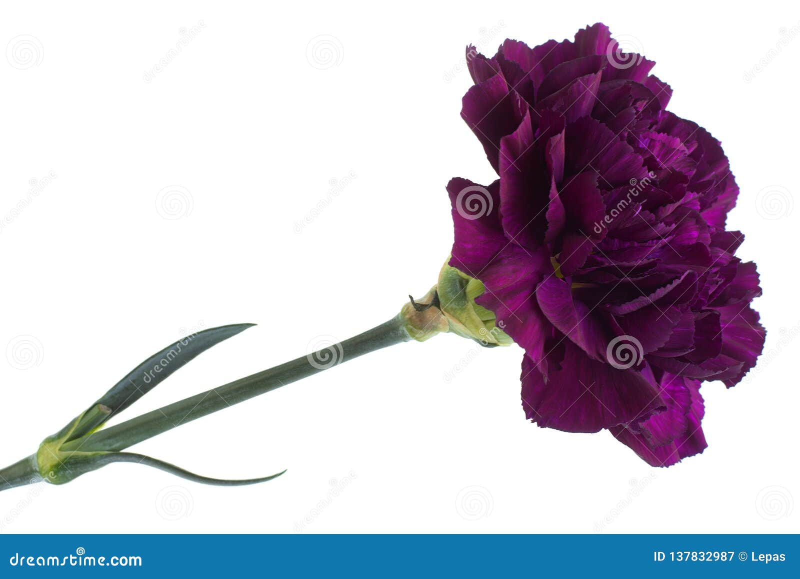 Purple carnation flower stock image. Image of summer - 137832987