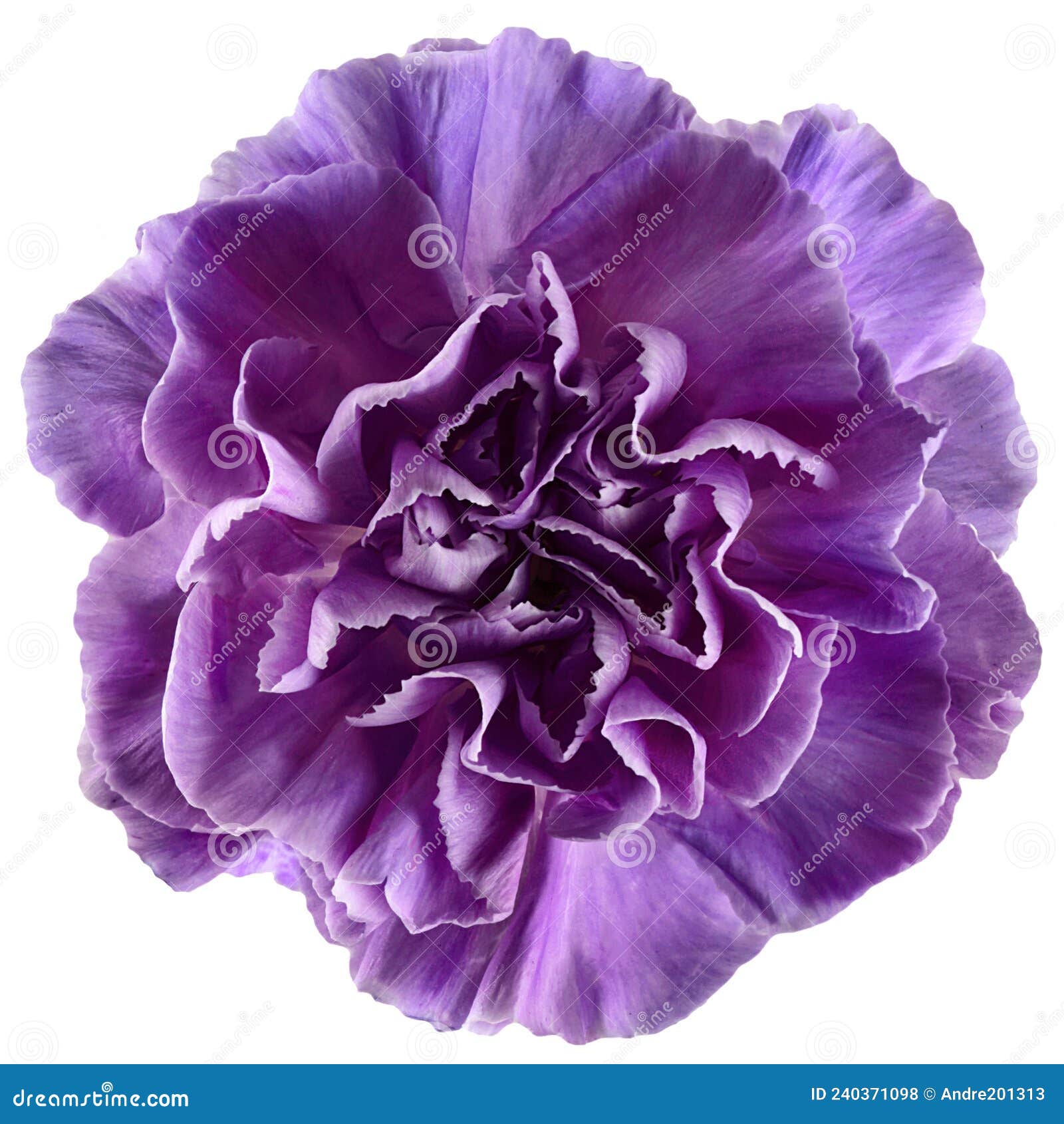 Purple Carnation Flower