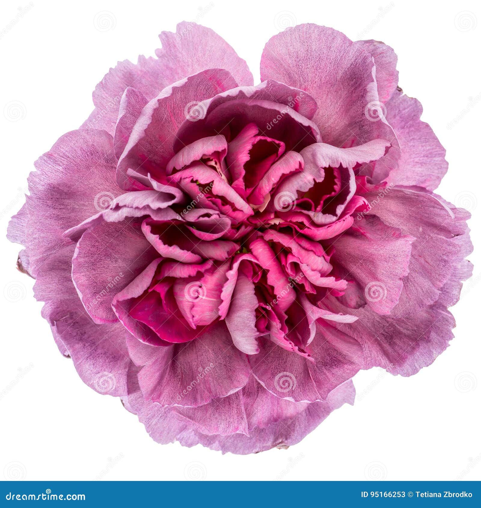 Purple carnation flower stock image. Image of magenta - 95166253