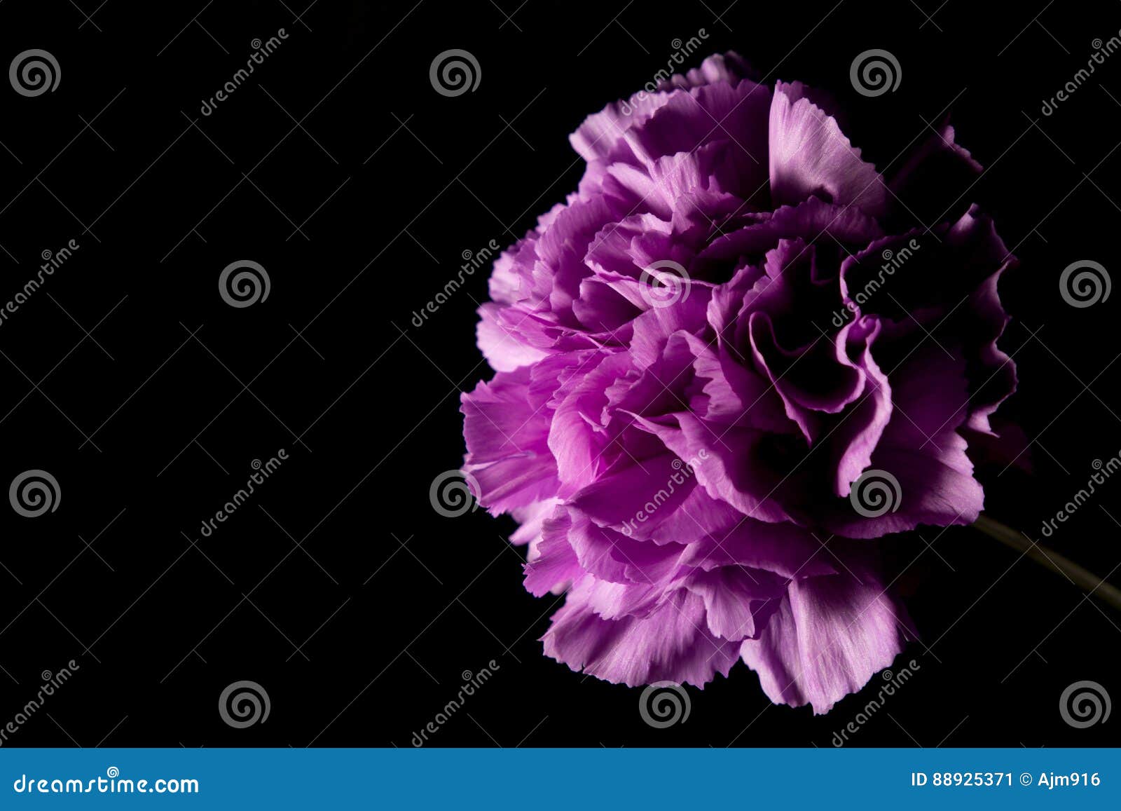 Purple Carnation flower stock image. Image of color, colorful - 88925371