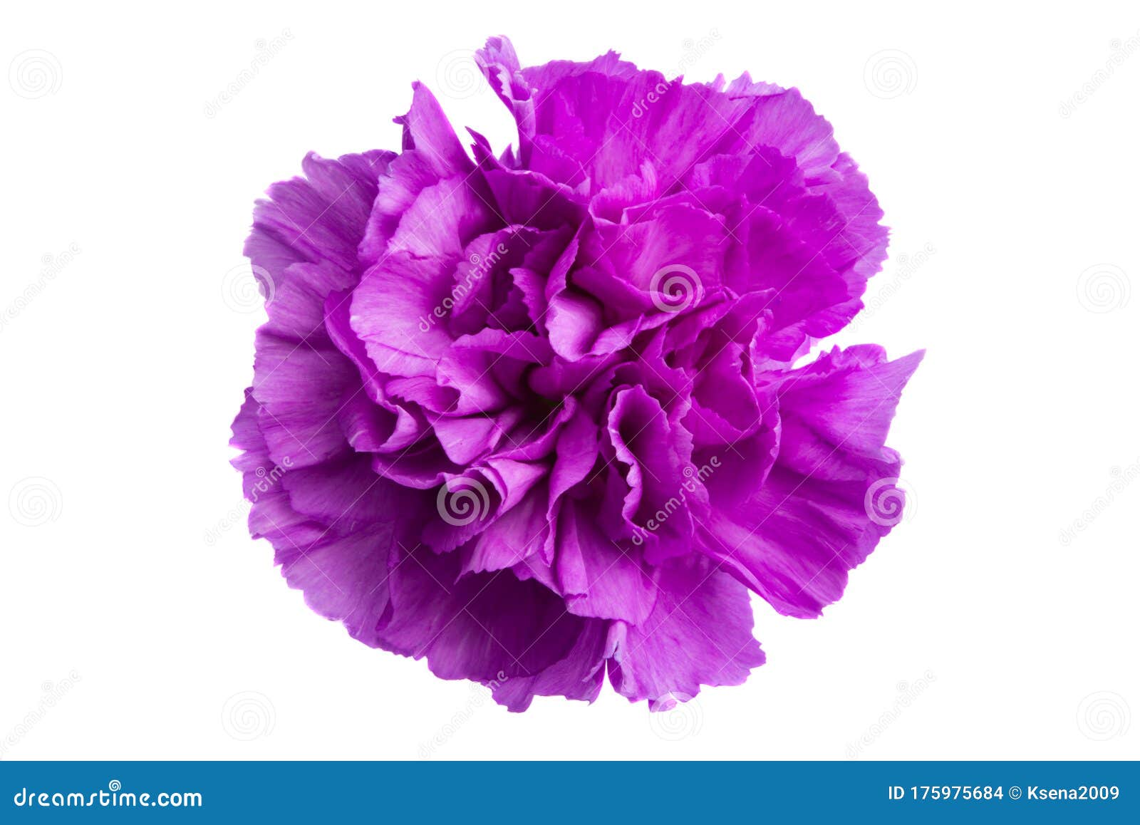 Purple carnation isolated stock photo. Image of stem - 175975684