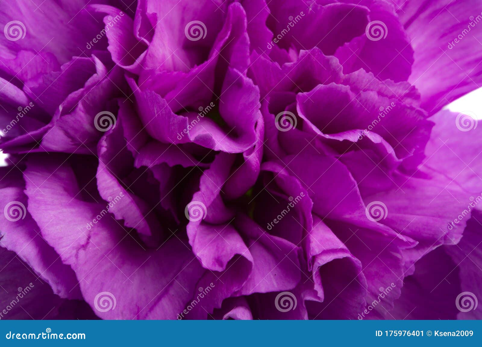 Purple carnation isolated stock image. Image of background - 175976401