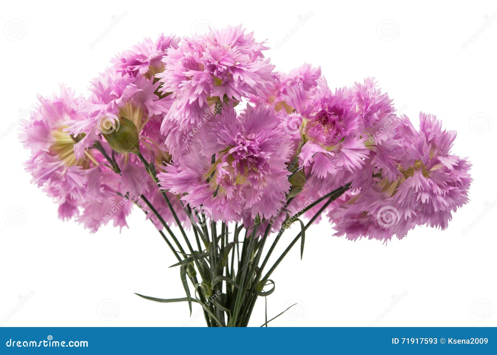 Purple carnation isolated stock image. Image of single - 71917593