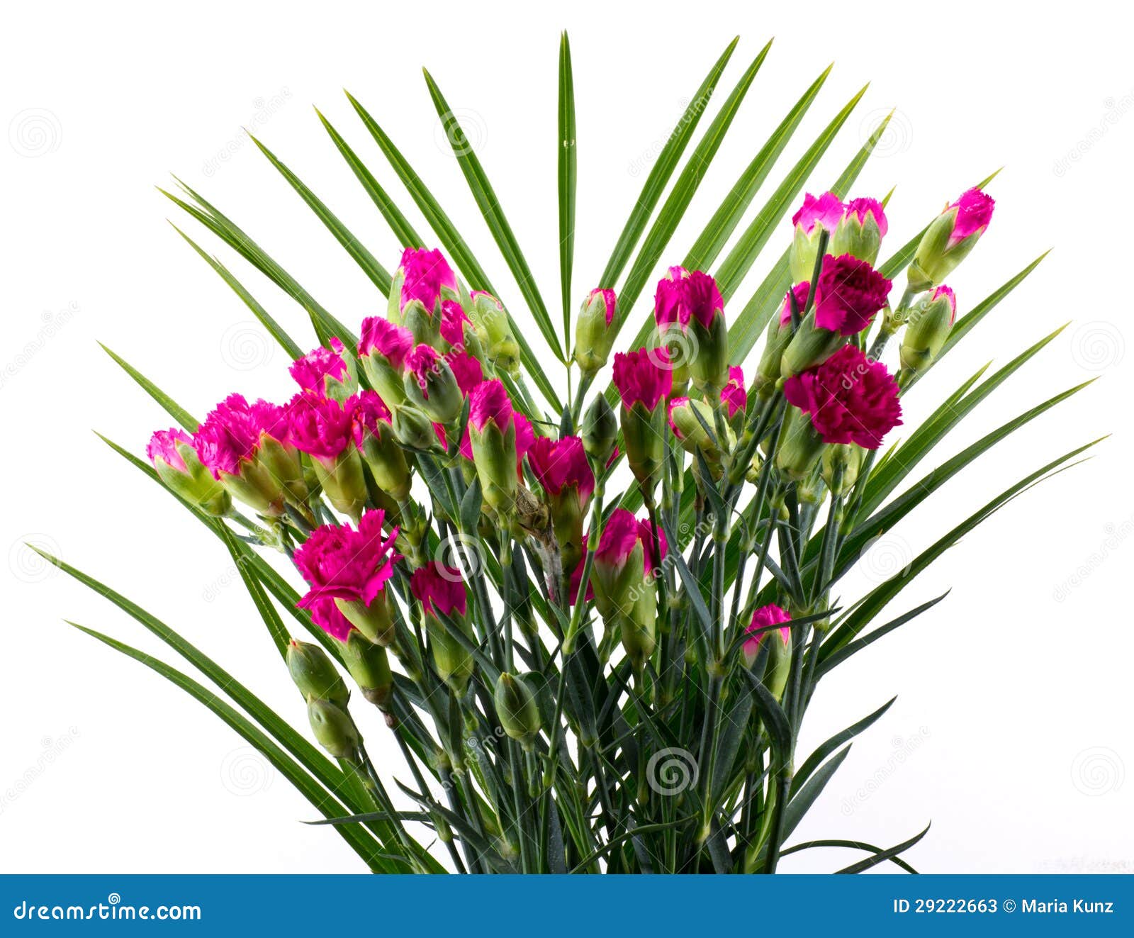 Purple carnations stock image. Image of carnations, present - 29222663