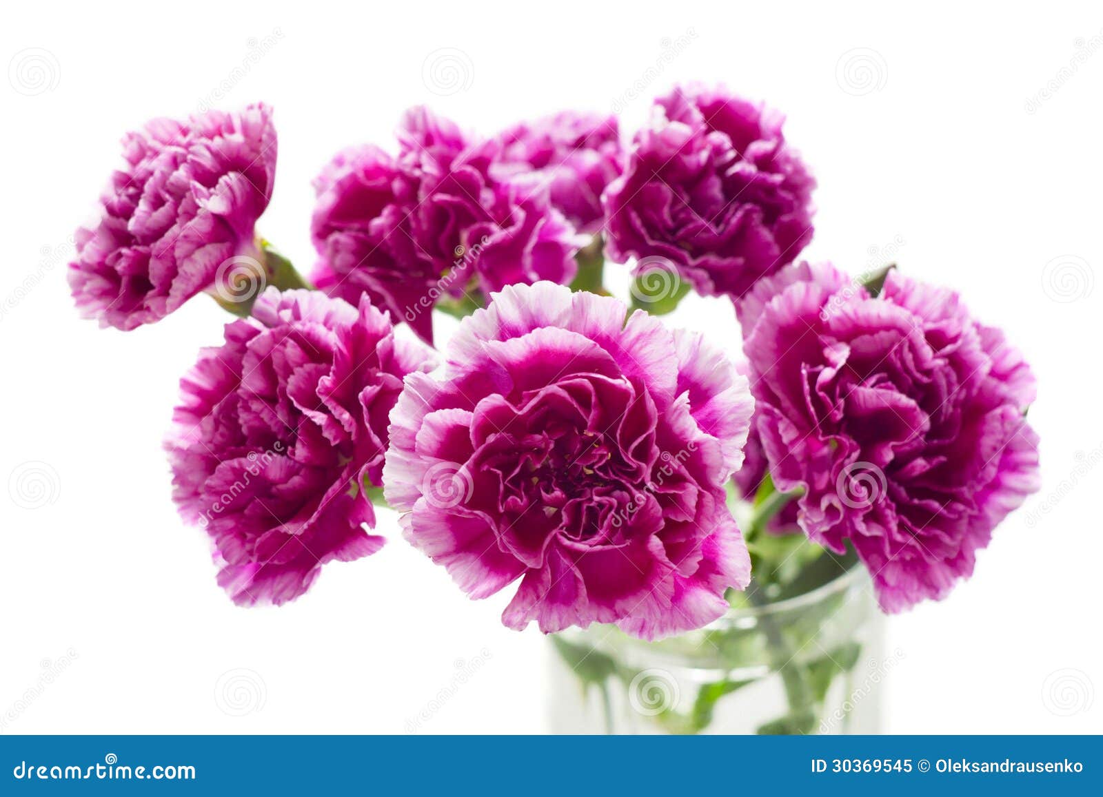 Purple Carnations Isolate on White Stock Image - Image of present ...