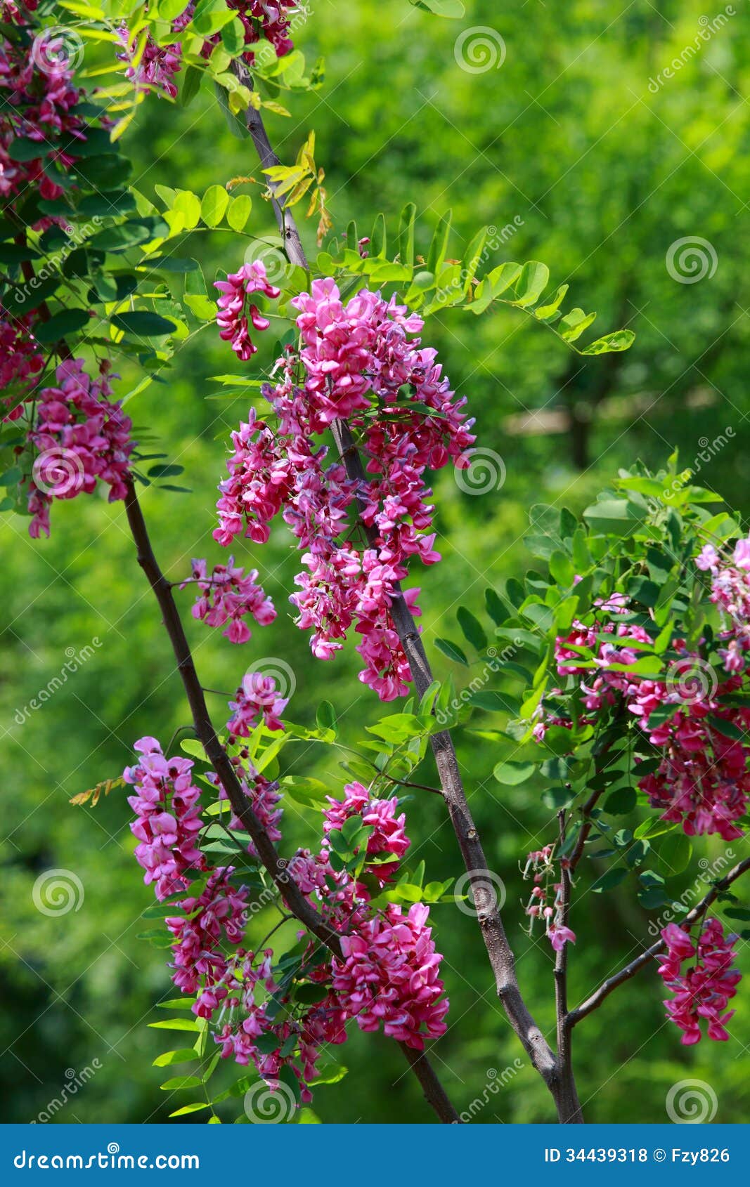 Purple cassia flower stock photo. Image of natural, spring - 34439318