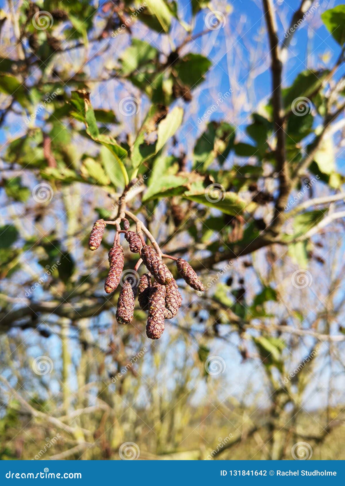 Purple Catkins stock photo. Image of catkins, sunshine - 131841642