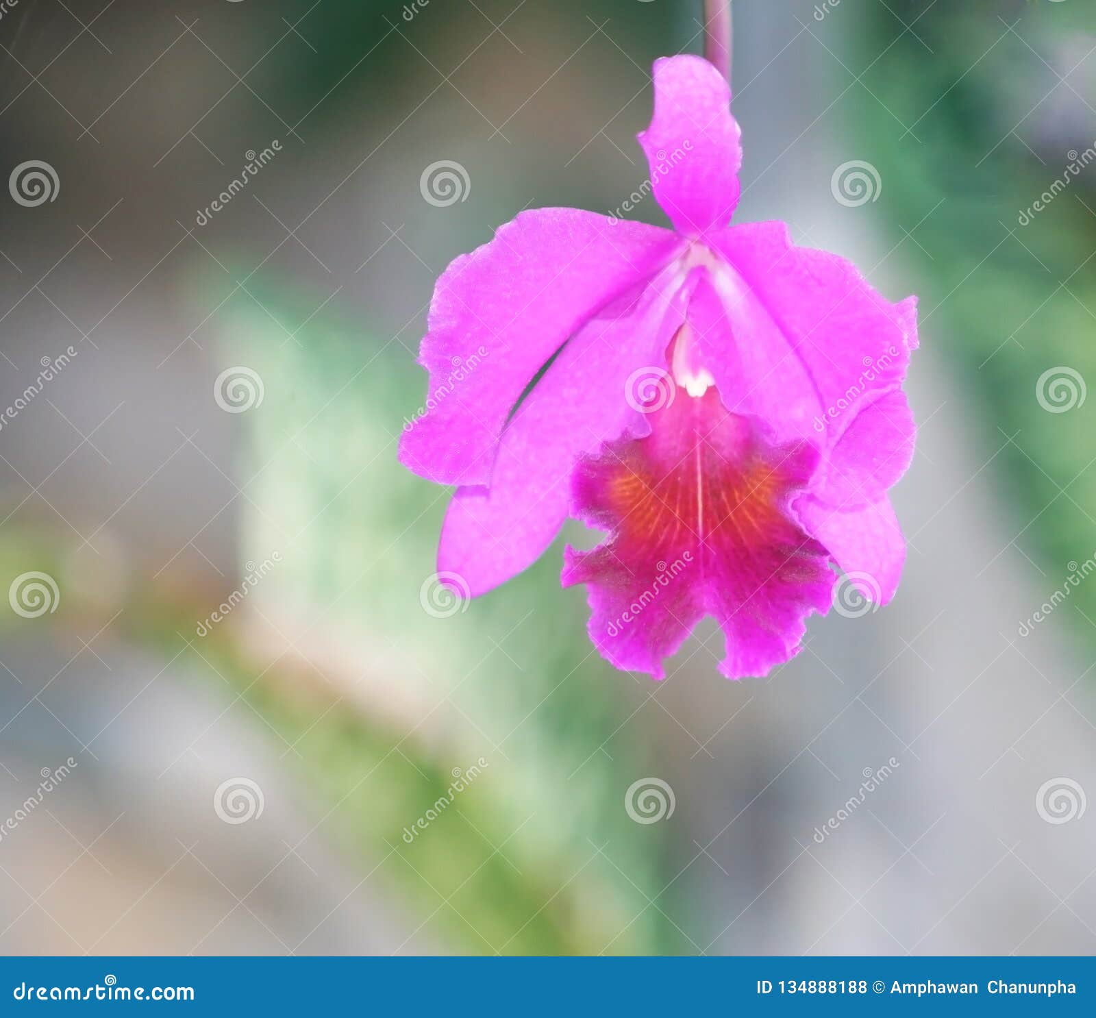 Purple Catleya Orchid stock photo. Image of garden, decorative - 134888188