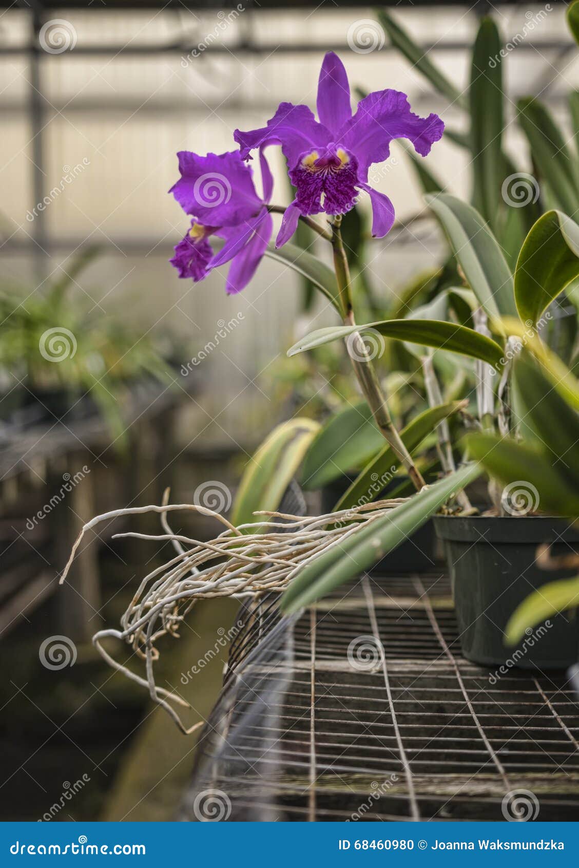 Purple Cattleya Orchid stock photo. Image of flower, orchid - 68460980