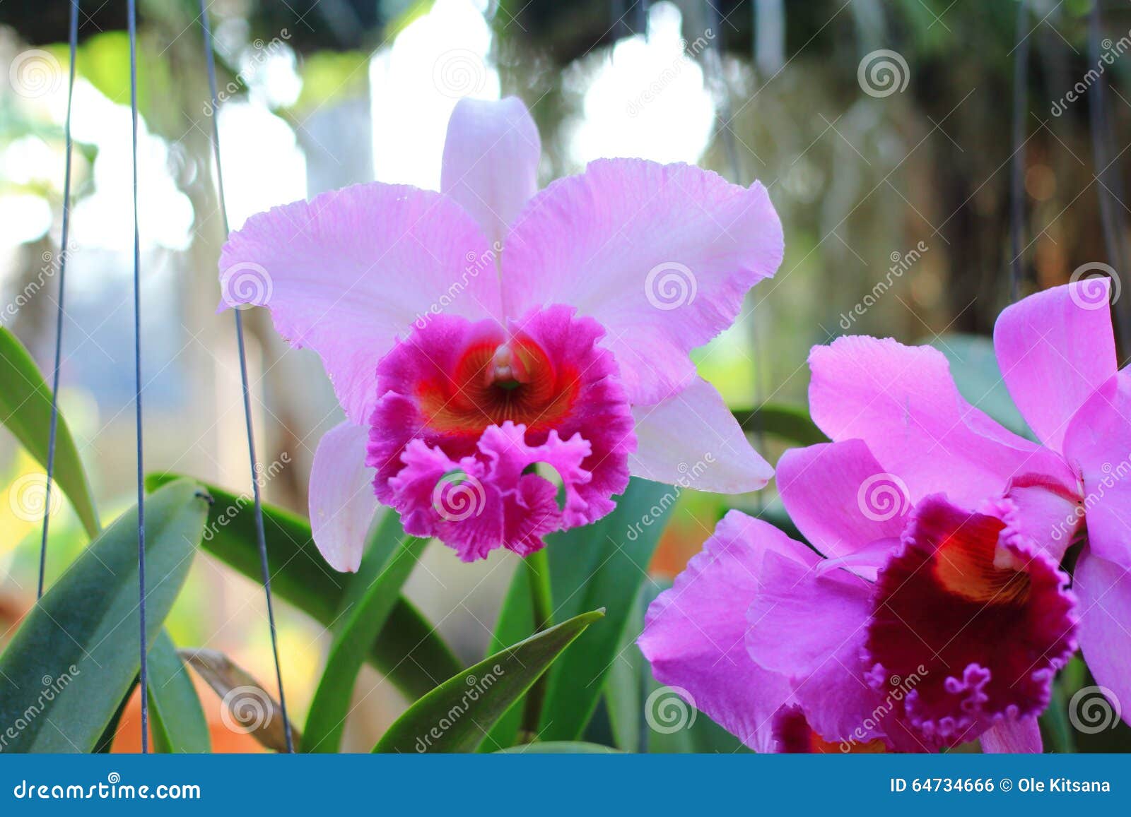 Purple cattleya orchid stock photo. Image of orchid, purple - 64734666