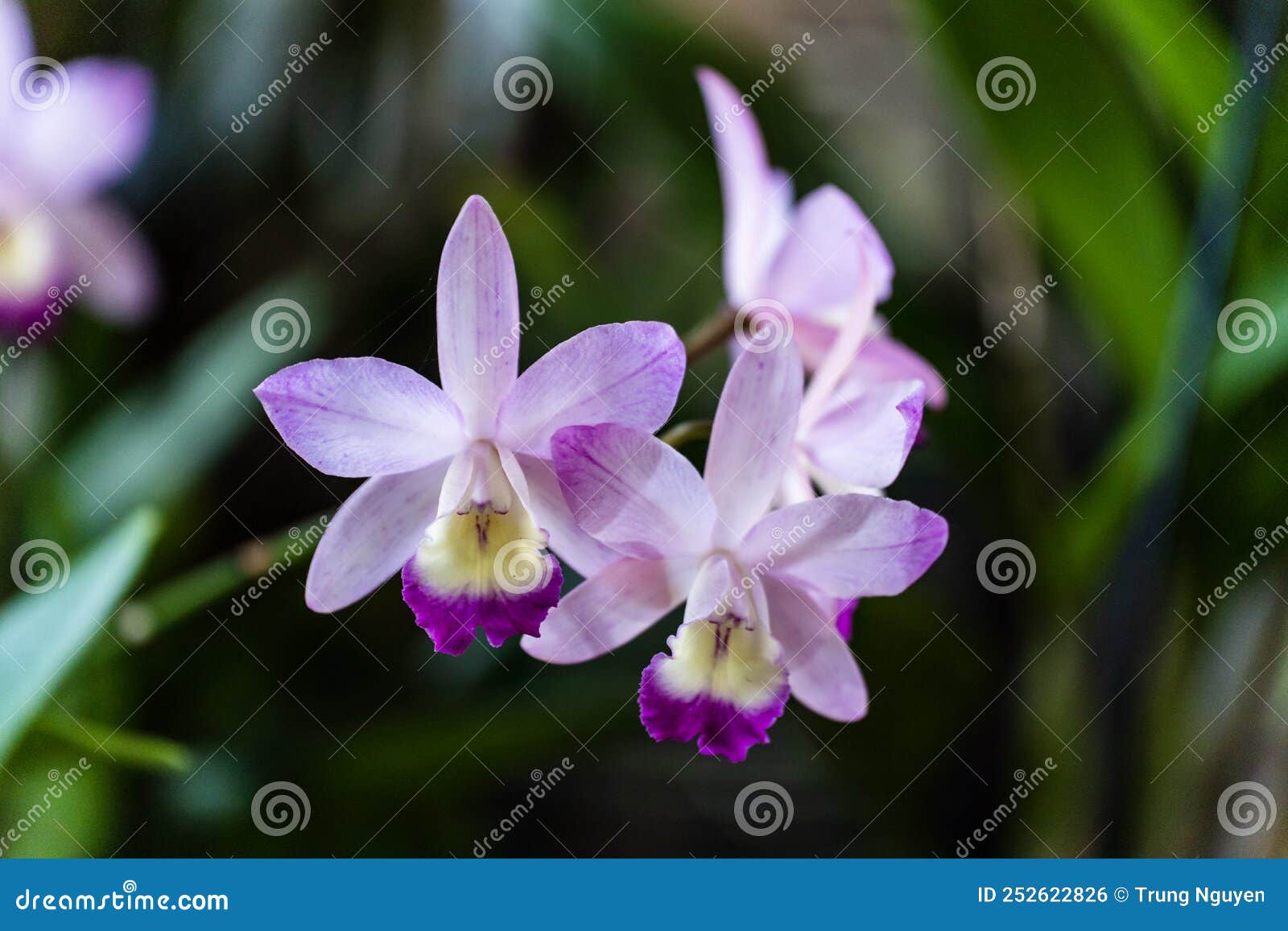 Purple cattleya orchids stock photo. Image of cattleya - 252622826