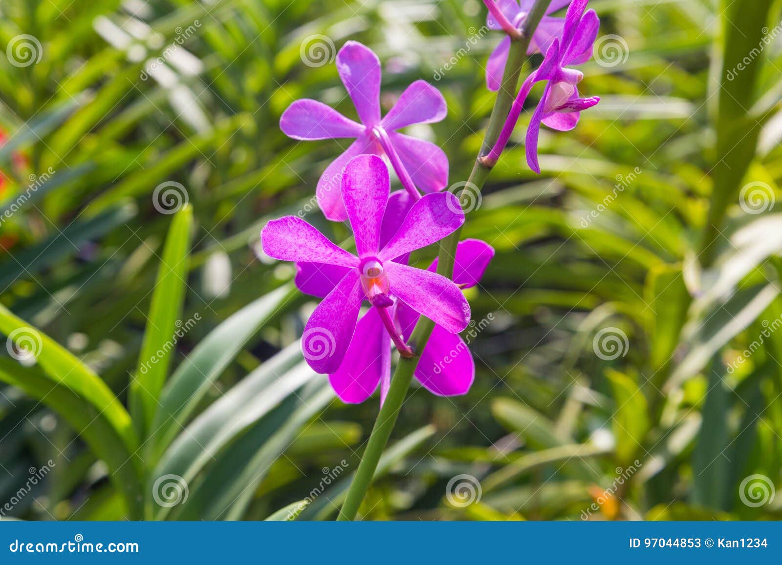 Purple Cattleya Orchids in the Garden Stock Image - Image of flower ...