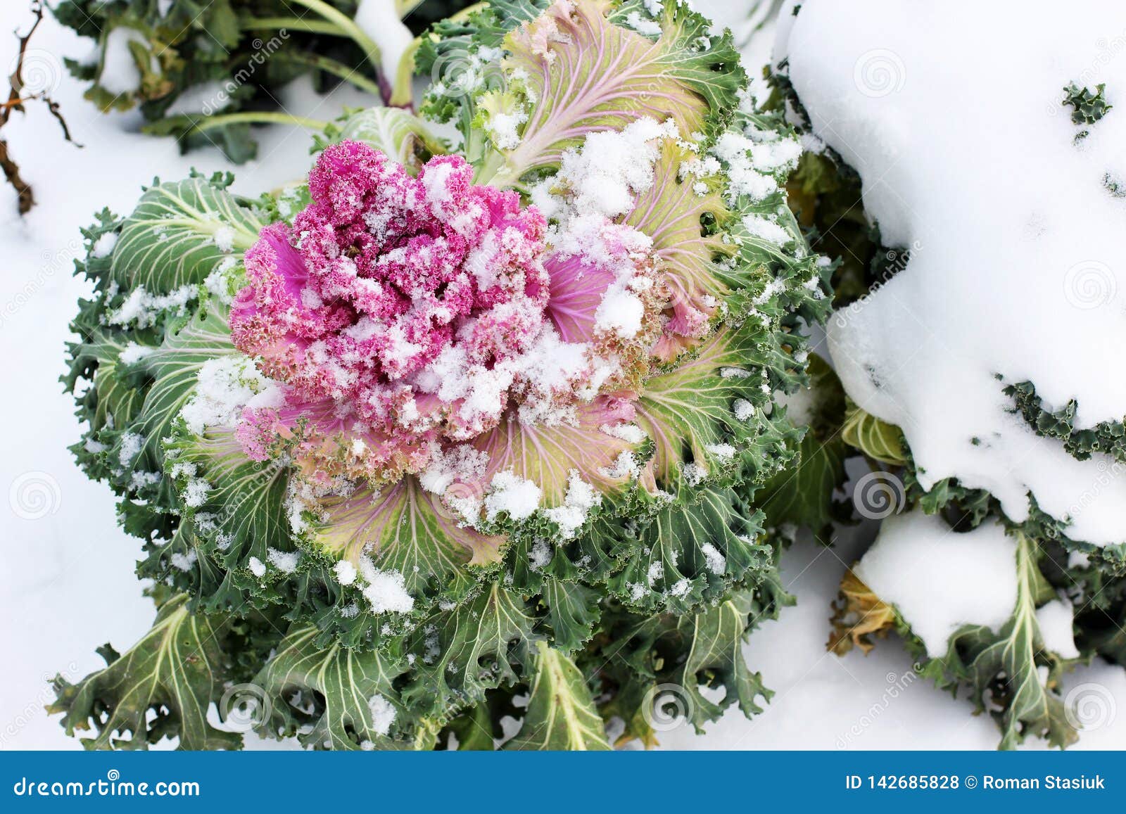 Purple cauliflower in snow stock photo. Image of pink - 142685828