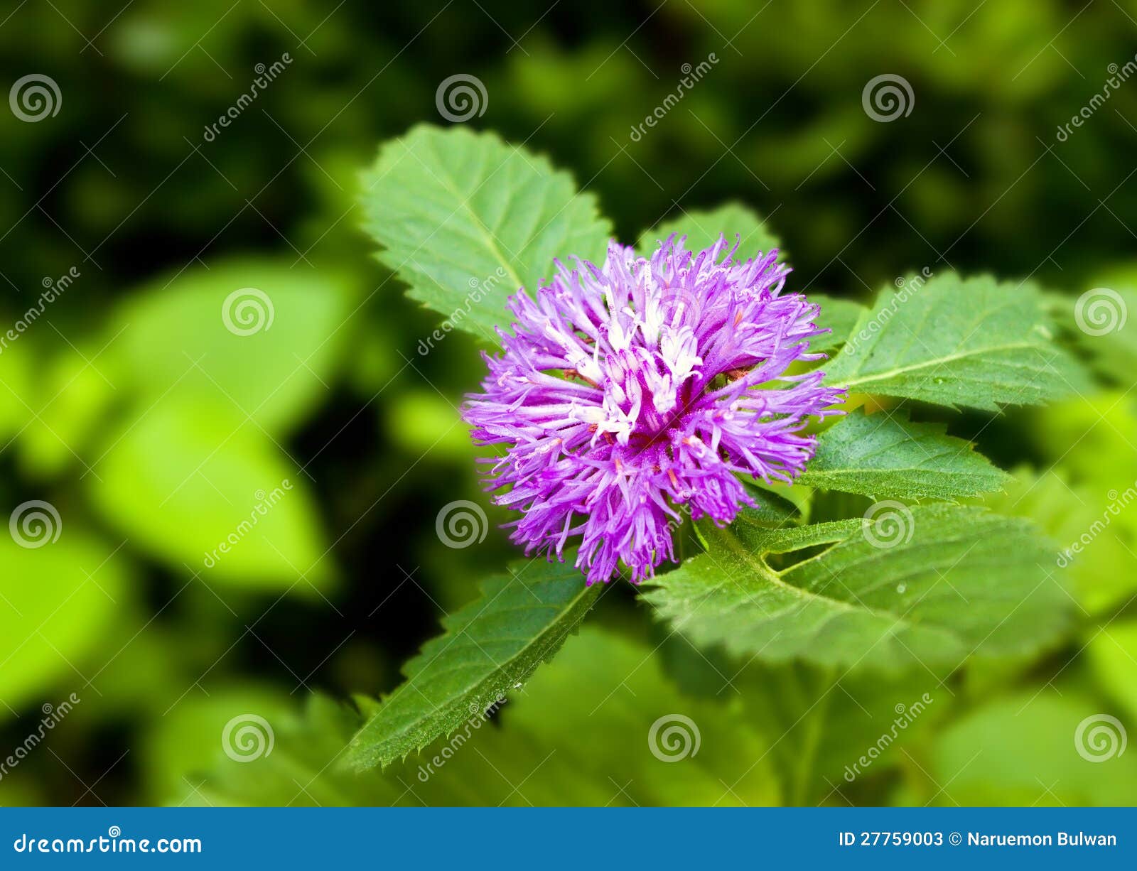 Purple Centratherum Punctatum Cass Flower Stock Image - Image of violet ...