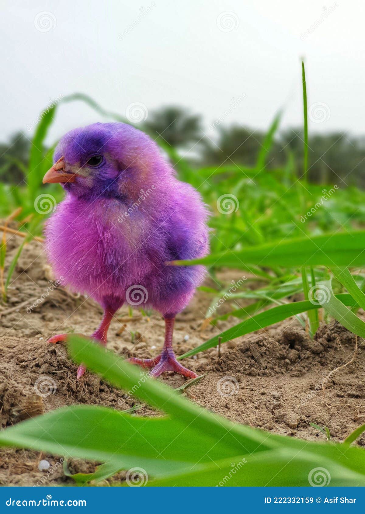 Purple chicken stock image. Image of wildlife, bird - 222332159