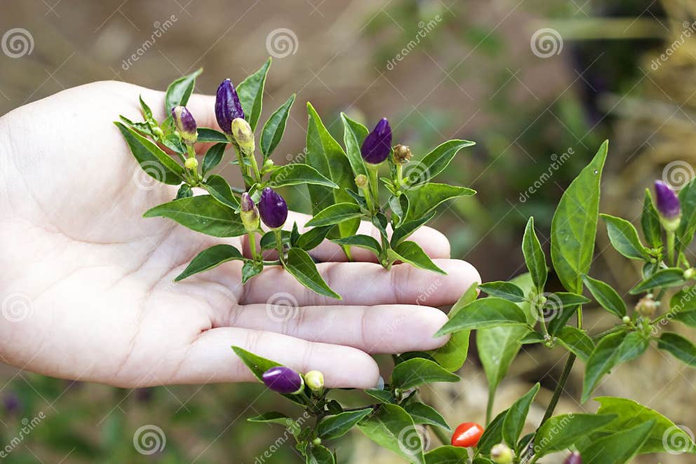 Purple chili in the nature stock image. Image of scene - 48690739