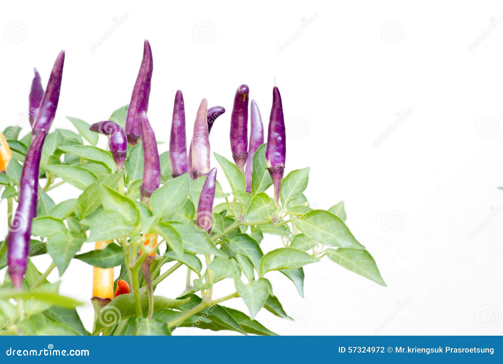 Purple chili peppers stock photo. Image of capsicum, ripe - 57324972