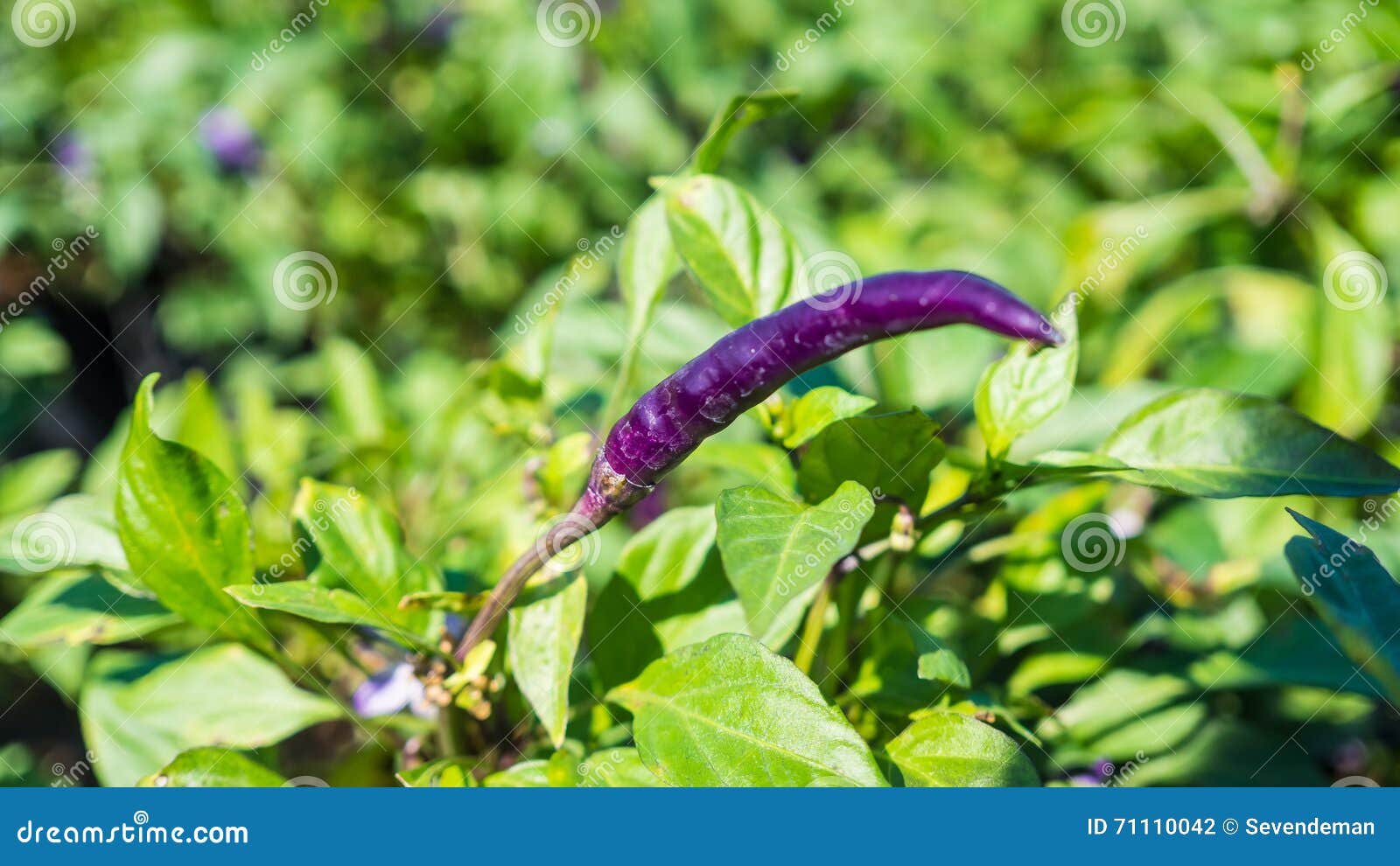 Purple chilli garden. stock photo. Image of plant, spice - 71110042
