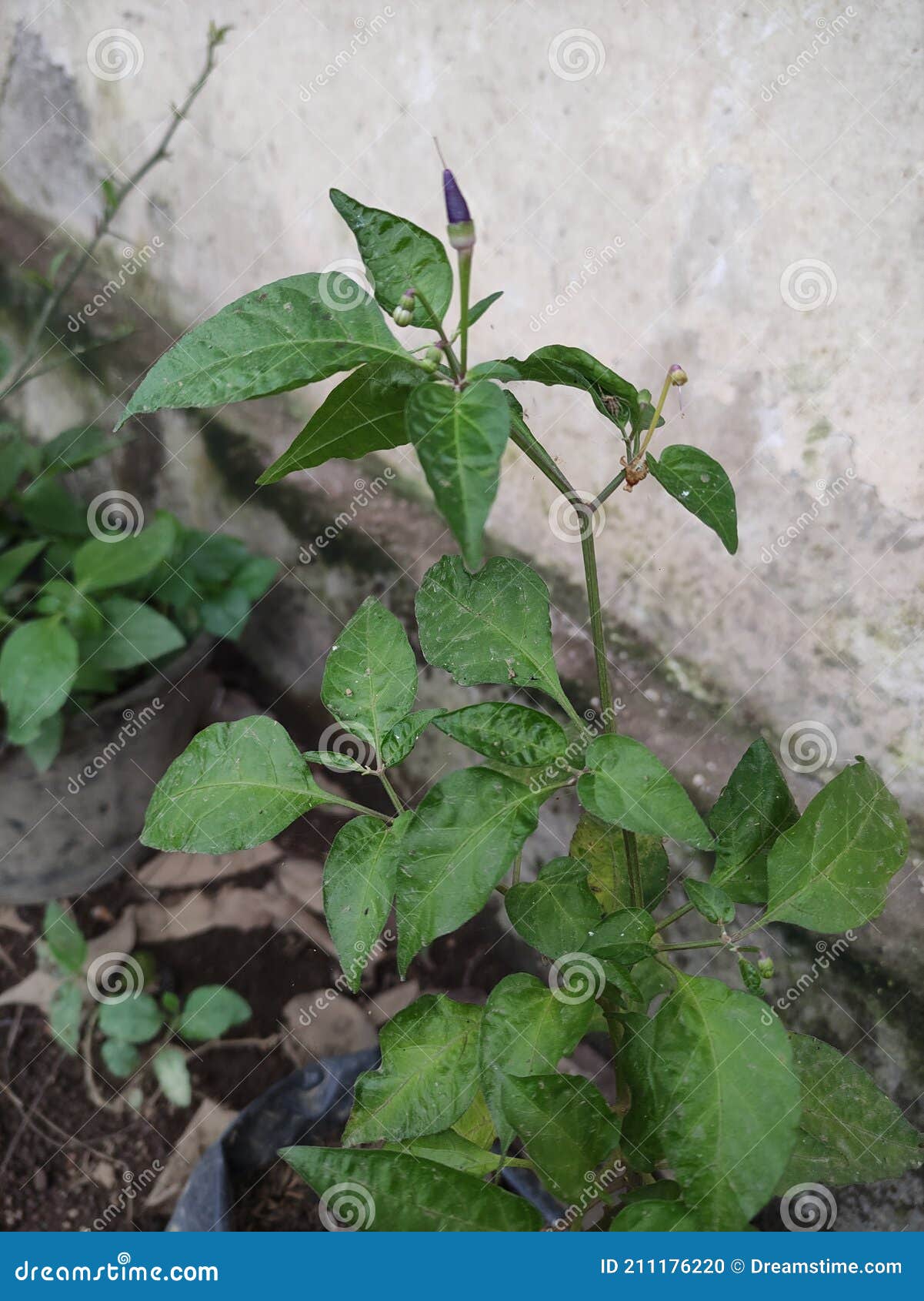 Purple Chilli& X27;s Tree Stock Photo - Image of chili, tree: 211176220