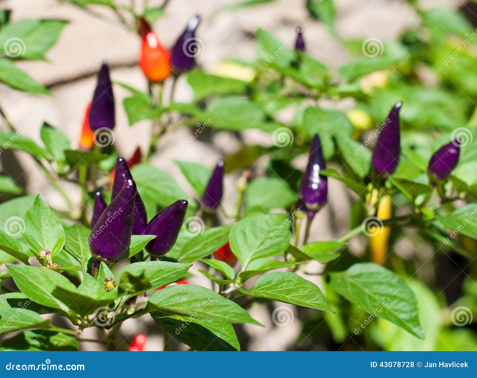 Purple chilly stock photo. Image of food, bush, health - 43078728