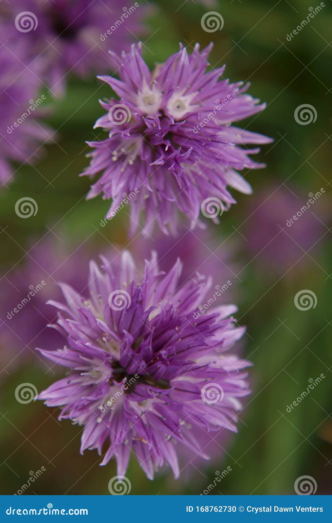 Purple Chive Flowers in Spring Bloom Stock Photo - Image of common ...