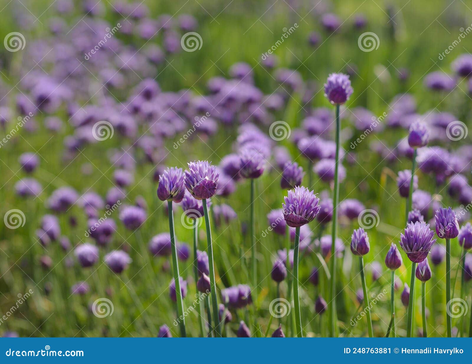 Purple Chives Flowers in Green Grass Stock Image - Image of flower ...