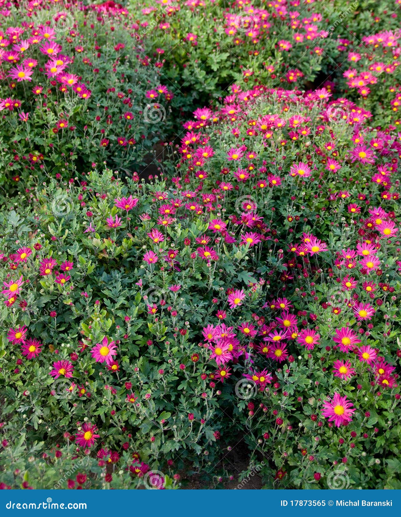 Purple chrysanthemum stock image. Image of green, lots - 17873565