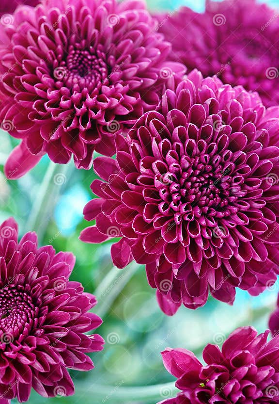 Purple chrysanthemum stock photo. Image of natural, green - 25911412