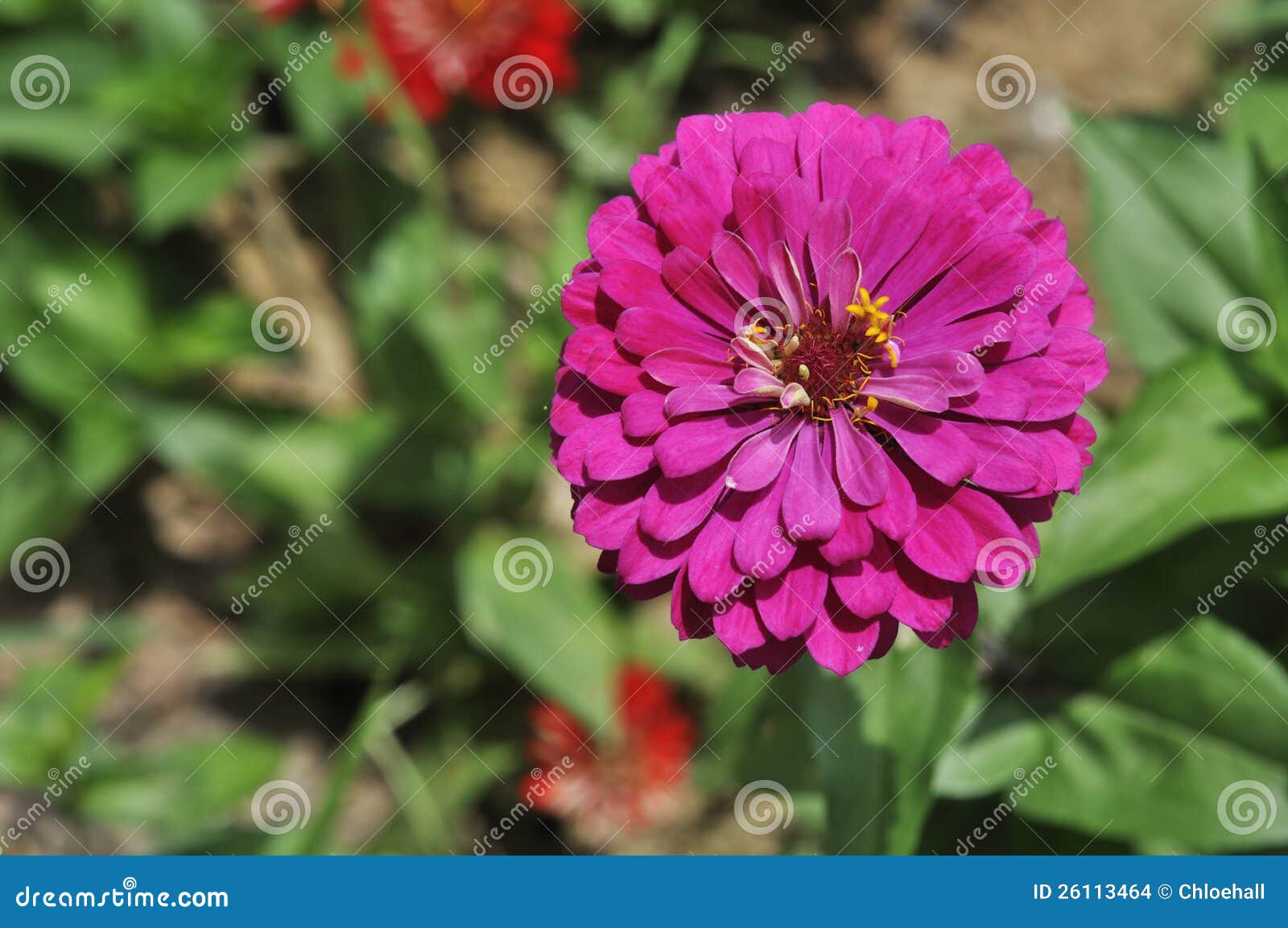 Purple chrysanthemum stock photo. Image of color, nature - 26113464