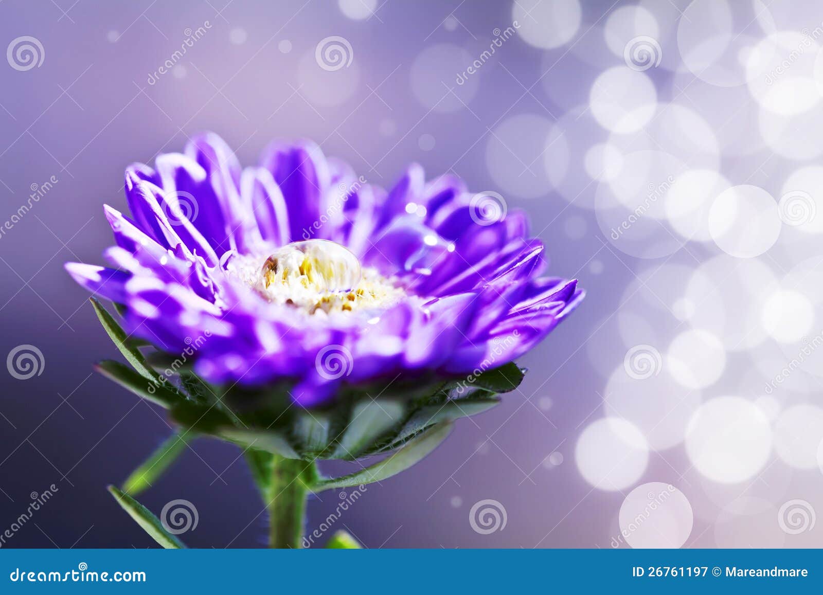 Purple chrysanthemum stock image. Image of environment - 26761197