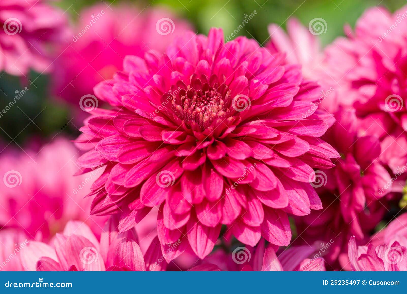 Purple Chrysanthemum stock image. Image of pattern, garden - 29235497